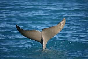 New research reveals extraordinary habits of rare Aussie dolphin | WWF