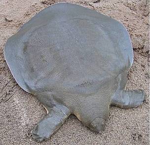 ‘Turtle mania’ puts WWF Cambodia on the world media stage | WWF