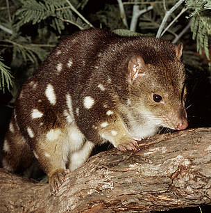 Australia neglecting protection of wildlife habitat | WWF