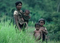 Vietnamese forest rich in biodiversity despite years of logging | WWF