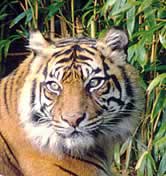 Tiger damages WWF cameras in Sumatra | WWF