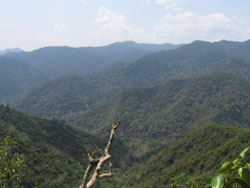 ประชากร “เสือโคร่ง” กับการอนุรักษ์ฯ ผืนป่ากุยบุรี | WWF
