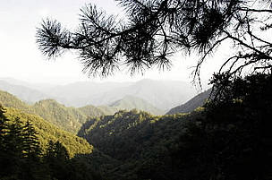 Panda habitat extended in central China | WWF