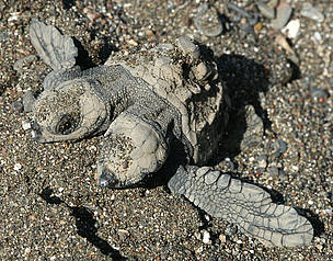 Two-headed olive ridley turtle hatchling | WWF