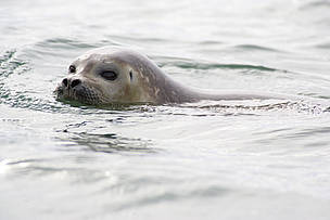 Spring and seals are in the air! | WWF