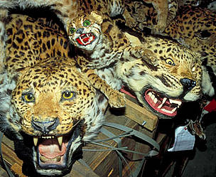 ทั่วโลกผนึกกำลังปกป้องสัตว์ป่าใกล้สูญพันธุ์ ณ ที่การประชุมไซเตส | WWF